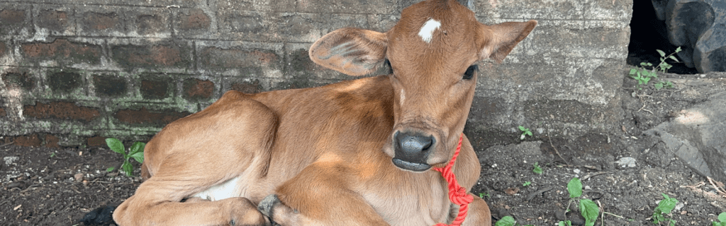 Contact Us – ABC Farms